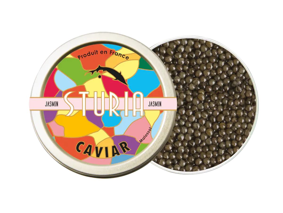 Sturia Jasmin Baerii - Gutta